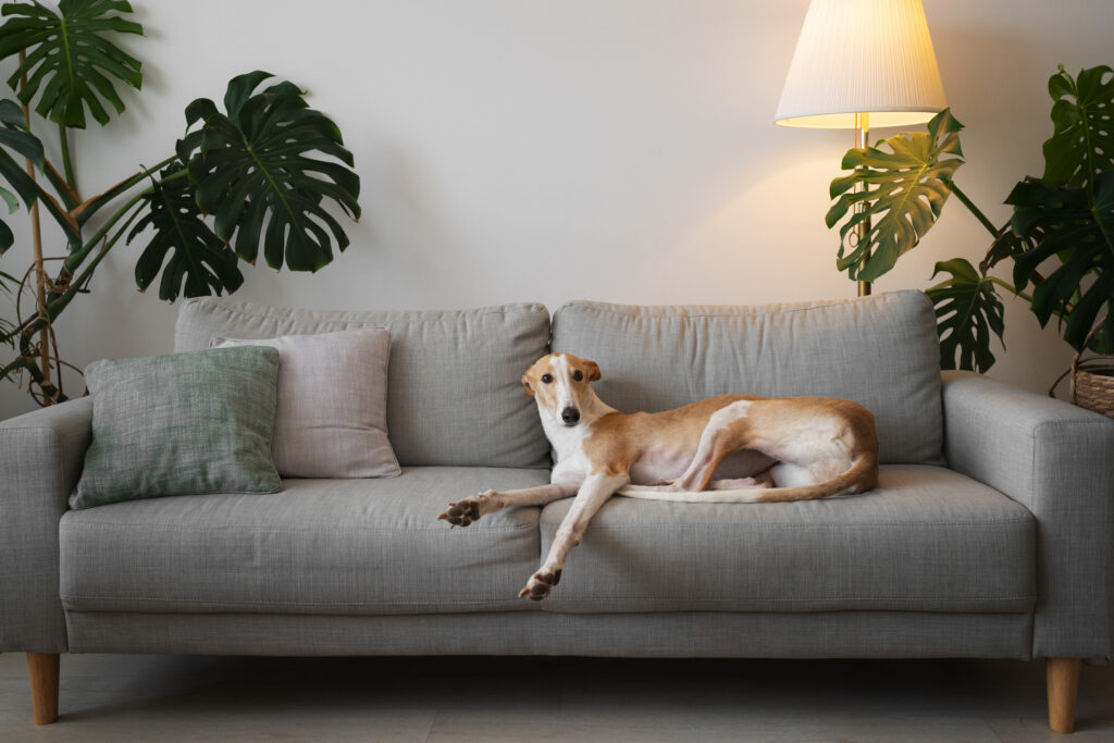 Keep Your Home and Pets Pest-Free with Preventive Pest Control